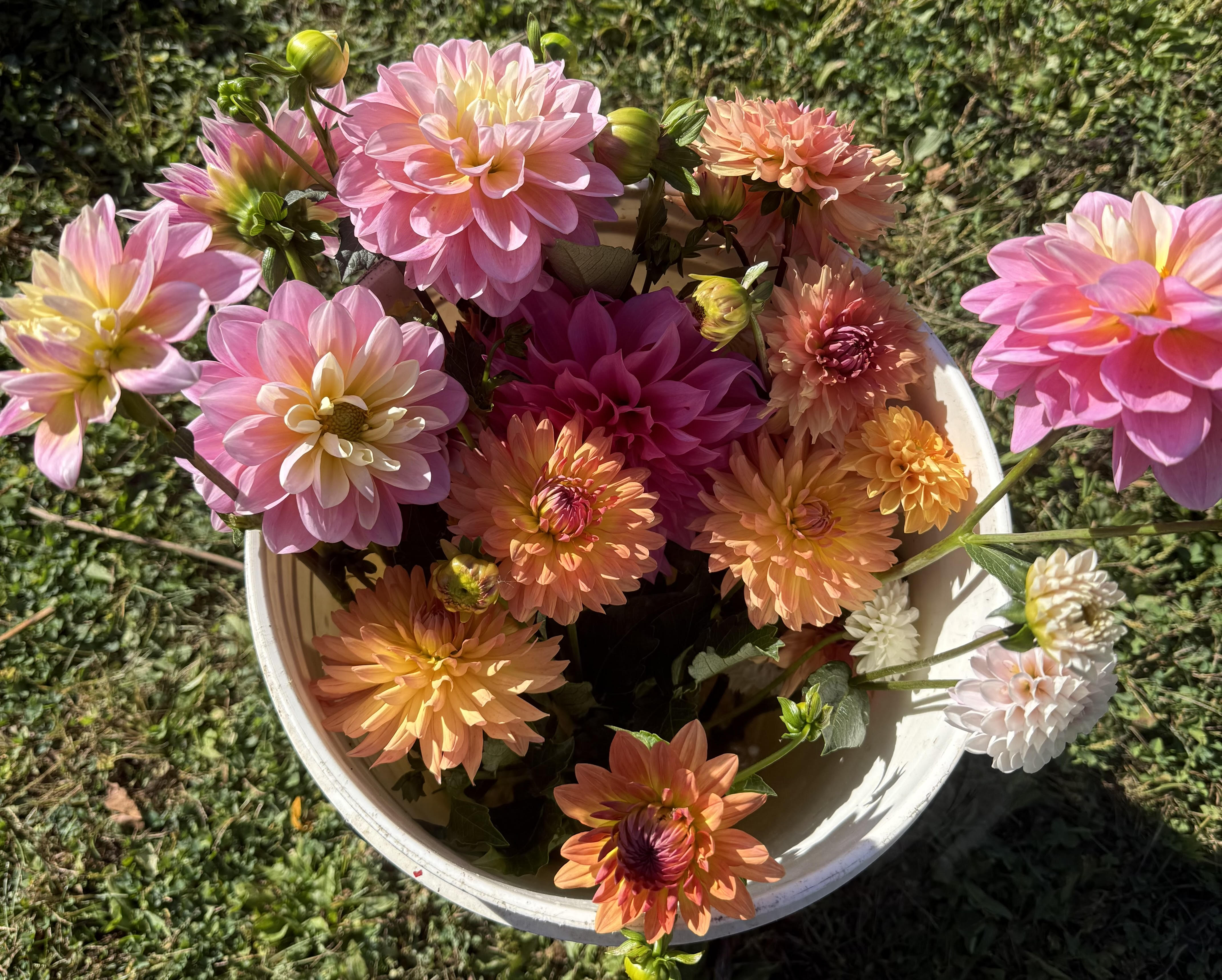 Bucket of Blooms – Agape Flower Farm